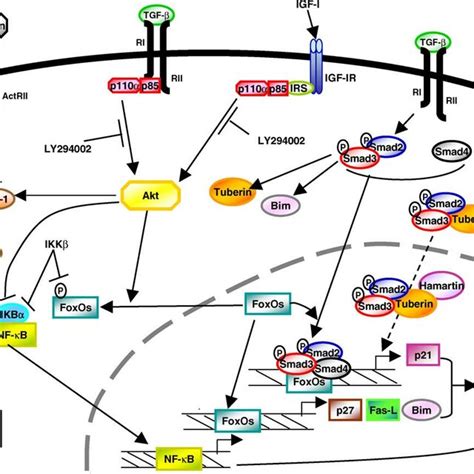 Downstream Targets Of Akt And Tgf B Signaling Download Scientific
