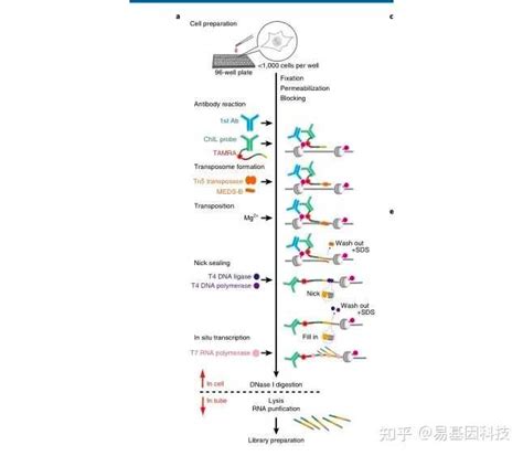 染色质免疫共沉淀（chip）的实验原理是什么？ 知乎