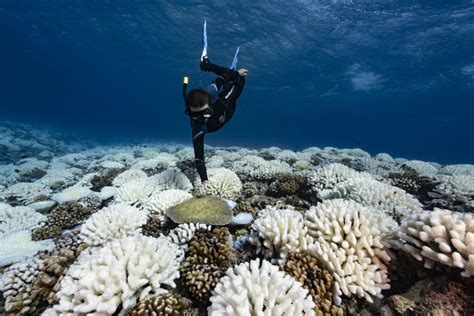 Big Reefs In Big Trouble New Research Tracks A 50 Percent Decline In