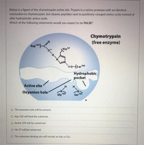 Solved Below Is A Figure Of The Chymotrypsin Active Site