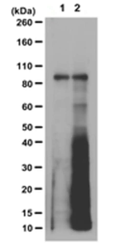 抗嘌呤霉素抗体，克隆 12d10，anti Puromycin Antibody Clone 12d10