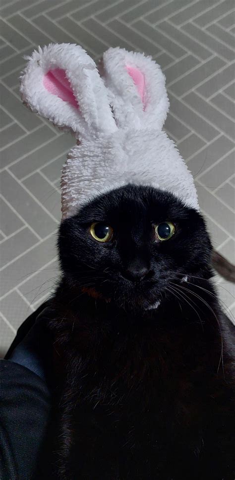 우리집 고양이 보고 가라 유머 움짤 이슈 에펨코리아