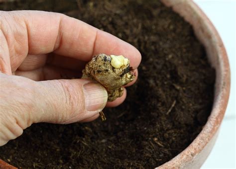 Growing Ginger Growing Guides Daltons