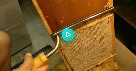 Uncapping A Full Honey Frame  On Imgur