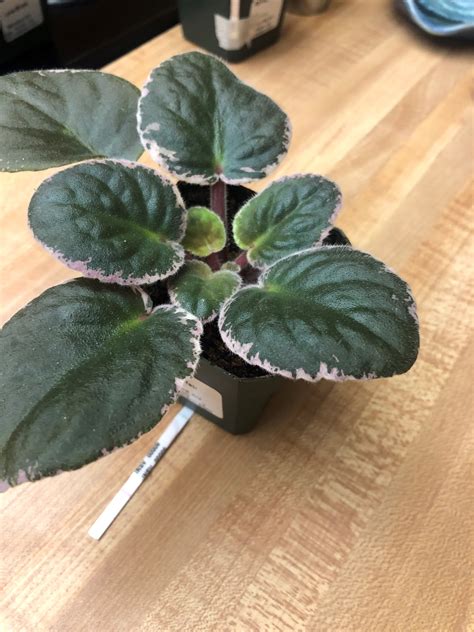 Insv Results Violet Barn Rafricanviolets