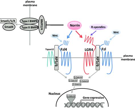 Diagram Of Norrin As A Multifunctional Ligand For Three Download
