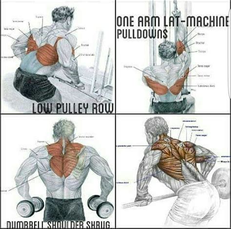 Great Map Of Back Muscle Exercises Back Weight Exercises Back Muscle