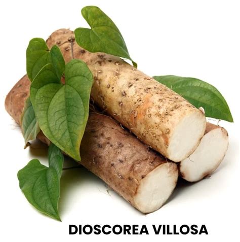 Dioscorea Villosa D