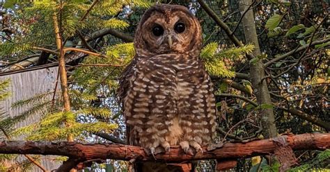 BC Extends Logging Deferrals To Protect Endangered Spotted Owl Habitat