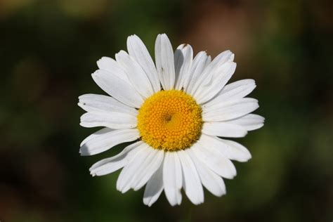 Kwiat Wiosna Kwiaty Darmowe zdjęcie na Pixabay