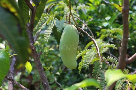 Mango On The Tree Branch Stock Image Image Of Deciduous 278428907