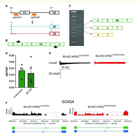 Genetic Excision Of Exon 6a Does Not Increase Adult Scn5a Isoform