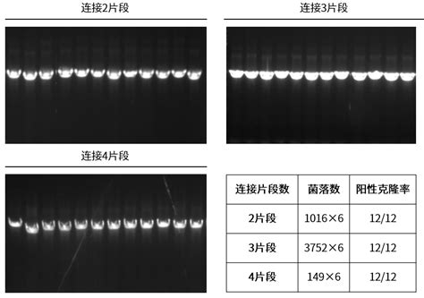 新品 T5核酸外切酶携手无缝克隆确保100 阳性克隆率让实验更简单高效 翌圣生物科技上海股份有限公司