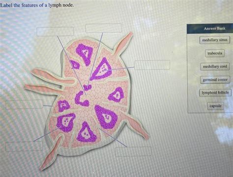 Solved Label The Features Of A Lymph Node Answer Bank Chegg