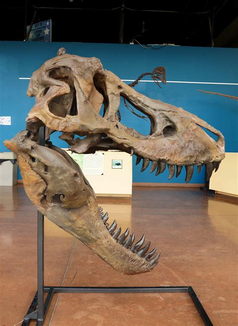 Total T Rex Fossil Crates