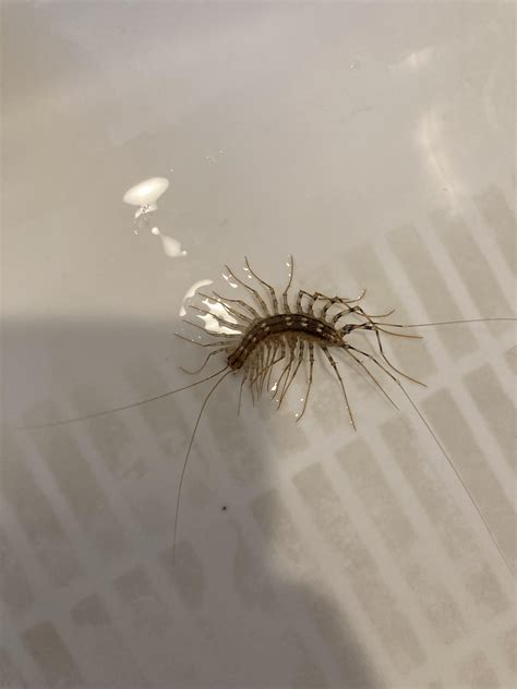 I Just Wanted To Take A Shower Rwhatsthisbug