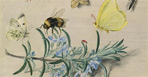 Lsl Ledger Learning About Insects