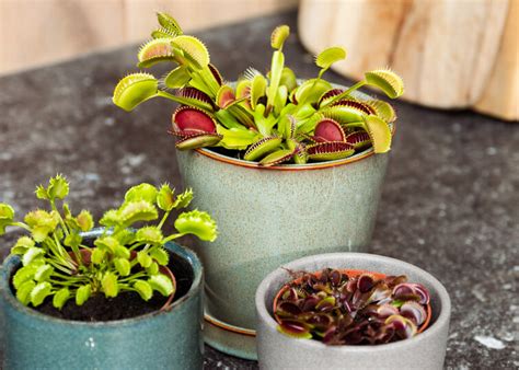 Dionaea Muscipula Venus Fly Trap Magnificent Carnivoryeu