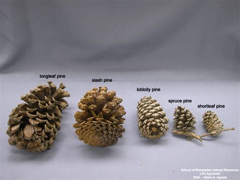 Pine Cone Identification