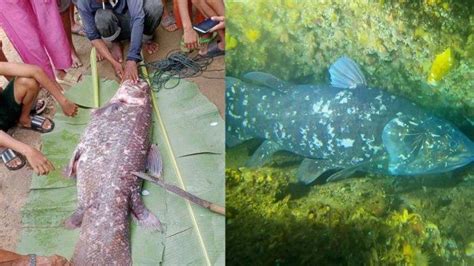 Mengenal Ikan Coelacanth Ikan Purba Yang Ditemukan Nelayan Di Perairan