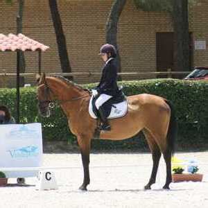 Clases De Doma Cl Sica En Villarejo Madrid H Pica Pura Doma
