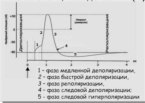 Физиология занятие 3 2