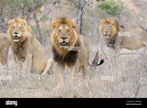 Le lion africain Banque de photographies et dimages à haute résolution Alamy