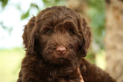Chocolate Labradoodle Chocolate Australian Labradoodle Ashford