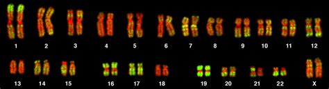 Chromosomenuntersuchungen Überblick Lecturio Chromosomenuntersuchungen Überblick Lecturio