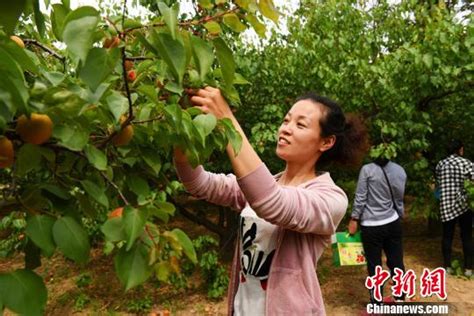 河北巨鹿特色农业开新格局 农民坐等“杏”福来敲门凤凰网资讯凤凰网