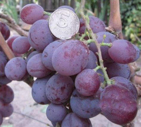 Виноград Чара | vinograd.cc