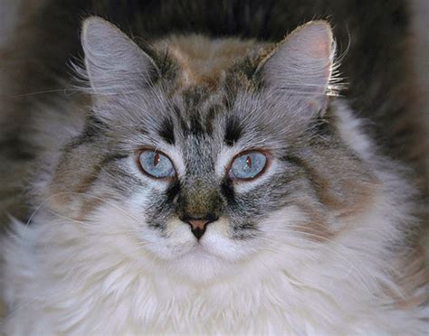The Siberian Cat Love Meow