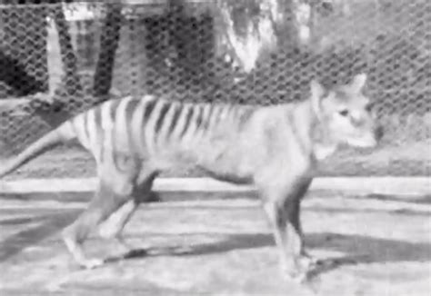 ‘new Footage Released Of The Last Tasmanian Tiger
