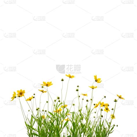 菊花黄色分离着色留白无人夏天特写活力花束白色素材 花瓣网