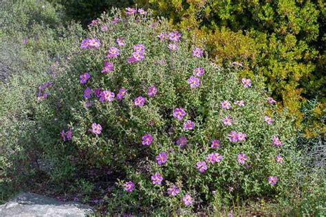 Cistus Creticus Cretan Rockrose Drought Resistant Plants Planting