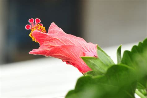 하와이 무궁화 Hawaiian Hibiscus