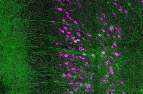 Neural Connection Keeps Instincts In Check Neuroscience News