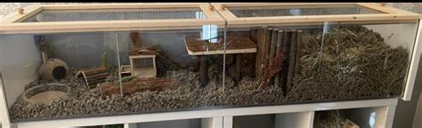 Converted Ikea Detolf Waiting For The Gerbils To Arrive Next Week Since The Picture Ive Added