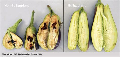 Questions And Answers About The Fruit And Shoot Borer Resistant