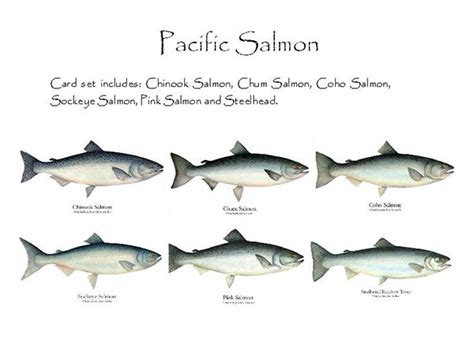 Pacific Salmon Identification Chart