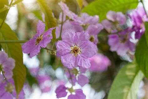 Bungor 또는 Lagerstroemia Calyculata Kurz의 아름다운 보라색 꽃은 자연 배경에 햇빛이있는 나무에