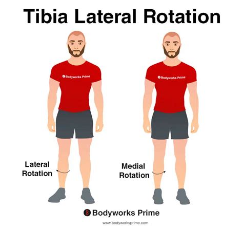 Medial And Lateral Rotation Knee Joint Anatomy Concise Medical