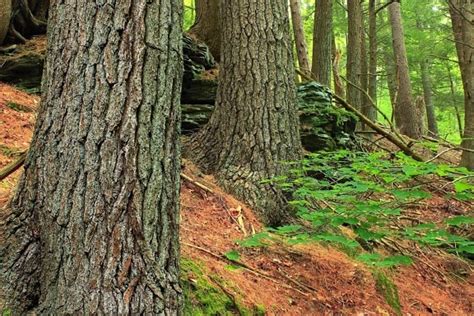 Image libre bois arbre nature feuilles paysage forêt écologie