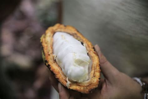 Tarapoto And Arequipa Auf Den Spuren Echter Bio Schokolade In Peru