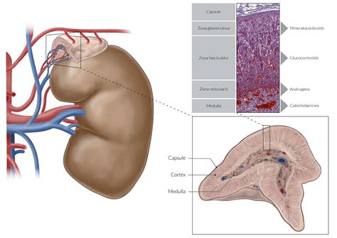 Adrenal Medulla Anatomy