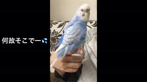 Vol69『続・続 おどるポンポコリン〜ちょっと上達したよ〜』セキセイインコのサクちゃん Youtube