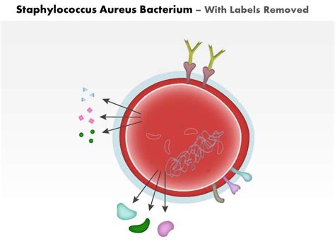 Staphylococcus Aureus Diagram