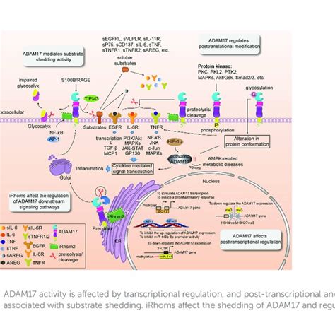 Summary Of The Inhibitory Activities Of Adam17 Inhibitors Download