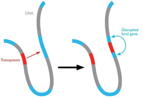 Jumping Genes Transposons And Rna Bridges
