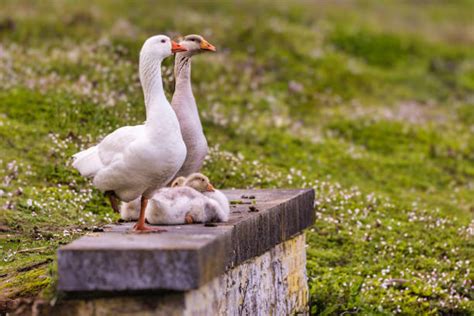 22 600개 이상의 거위 새끼 이미지 스톡 사진 그림 및 Royalty Free 이미지 Istock